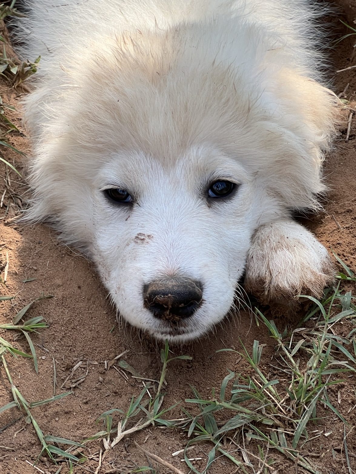 Home [riverstoneranchkennels.com]
