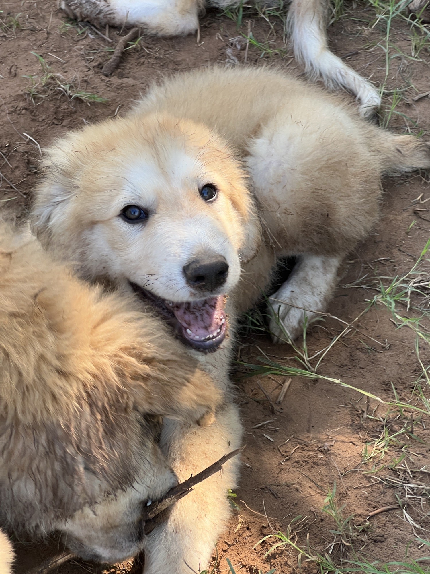 Home [riverstoneranchkennels.com]